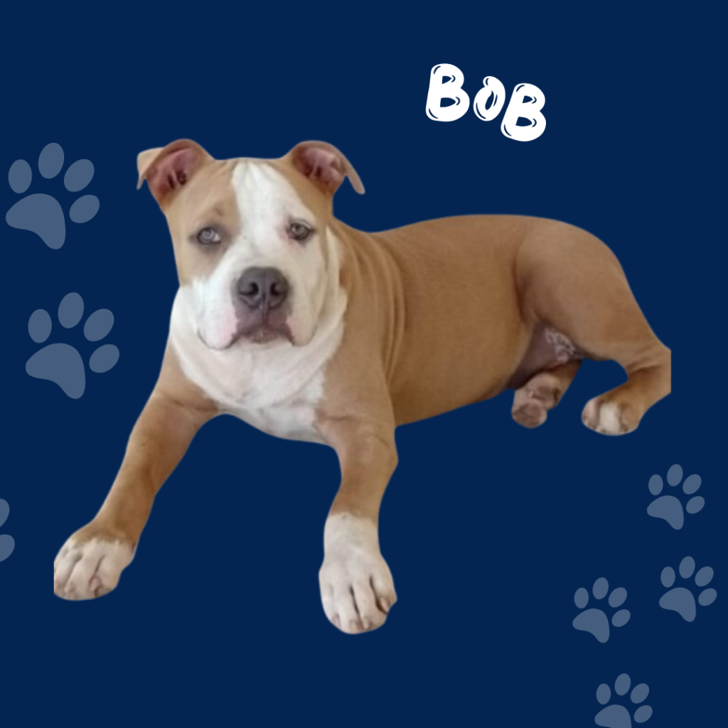 American bully Bob – Escola DOG